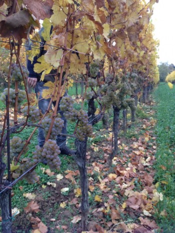 Tasting Spring Fresh #Wine from Austria with Rudi Rabl - Natalie MacLean