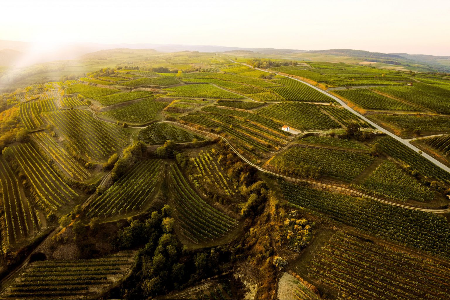 Natalie MacLean - Reviews of the best wines at any price, style or region